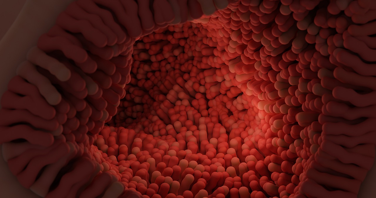 Permeabilidad intestinal y estrés: Mecanismos de interconexión - OsteoBarna